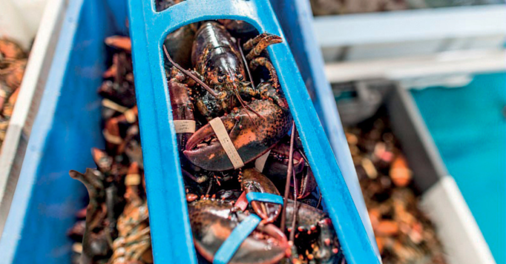 Seafood & Fish Preservation by HPP - Hiperbaric
